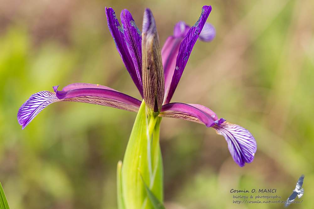 botany, in Romania but not only » Iris brandzae Prod.