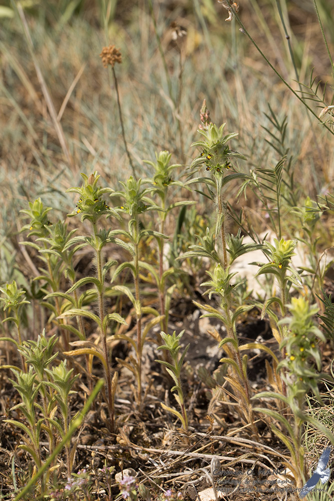 botany, in Romania but not only » Sideritis montana L.