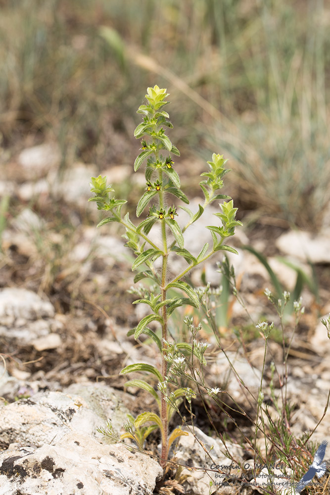 botany, in Romania but not only » Sideritis montana L.