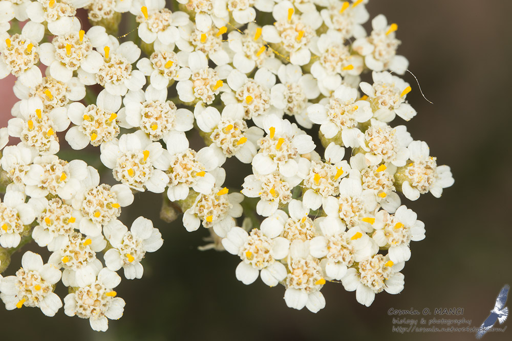 botany, in Romania but not only » Achillea ochroleuca Ehrh.